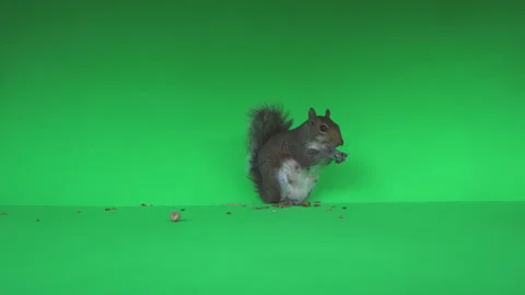Squirrel filmed against a green screen c... | Stock Video | Pond5