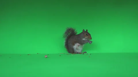 Squirrel filmed against a green screen c... | Stock Video | Pond5