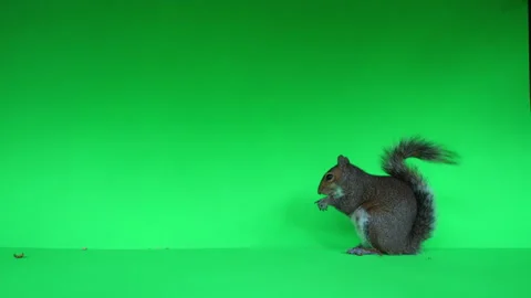 Squirrel filmed against a green screen c... | Stock Video | Pond5