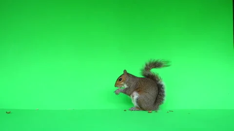 Squirrel filmed against a green screen c... | Stock Video | Pond5
