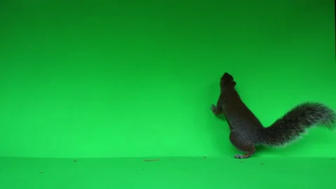 Squirrel filmed against a green screen c... | Stock Video | Pond5