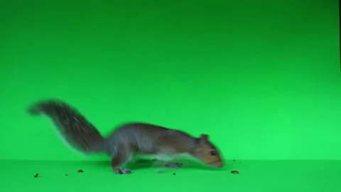 Dynamic Green Screen Videos for Chroma Key