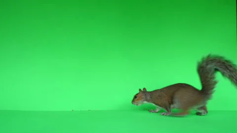 Squirrel Green Screen Stock Video Footage | Royalty Free Squirrel Green ...