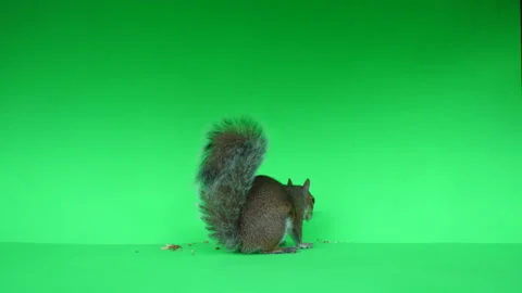 Squirrel Green Screen Stock Video Footage | Royalty Free Squirrel Green ...