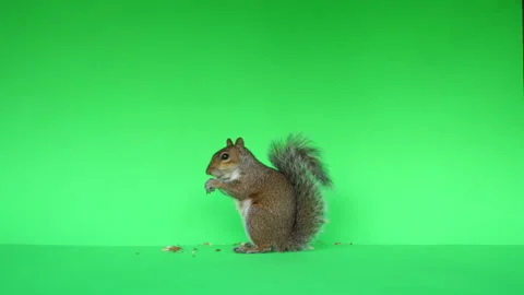 Squirrel filmed against a green screen c... | Stock Video | Pond5