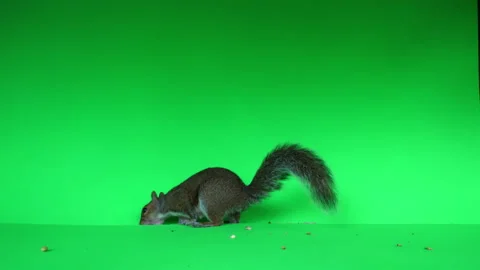Squirrel Green Green Screen Stock Video Footage | Royalty Free Squirrel ...
