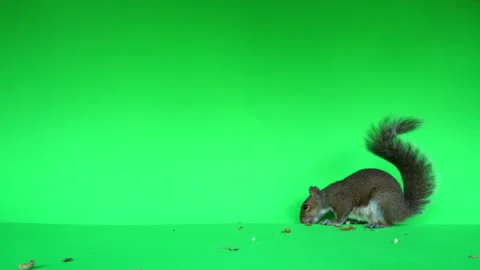 Squirrel filmed against a green screen c... | Stock Video | Pond5