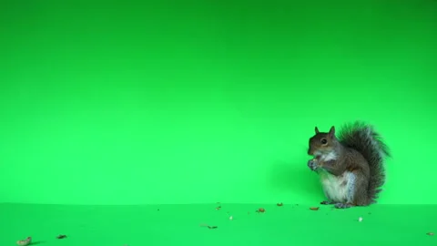 Squirrel filmed against a green screen c... | Stock Video | Pond5
