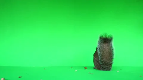 Squirrel filmed against a green screen c... | Stock Video | Pond5