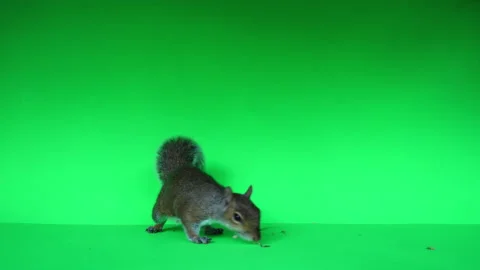 Squirrel filmed against a green screen c... | Stock Video | Pond5