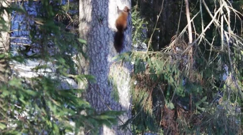 Jumping Fron Stock Videos – Royalty-Free HD & 4K Videos