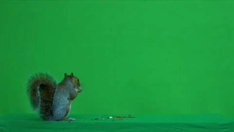 Squirrel Green Screen Stock Video Footage | Royalty Free Squirrel Green ...