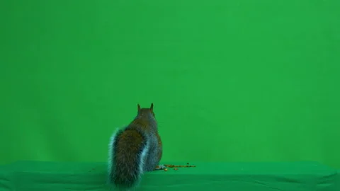 Squirrel grey on Green Screen Chroma key... | Stock Video | Pond5
