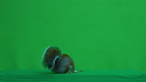 Squirrel grey on Green Screen Chroma key... | Stock Video | Pond5