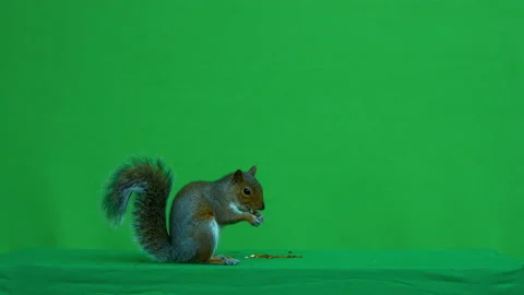 Squirrel Green Green Screen Stock Video Footage | Royalty Free Squirrel ...