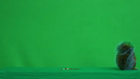 Squirrel grey on Green Screen Chroma key... | Stock Video | Pond5