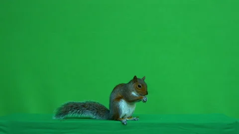 Squirrel grey on Green Screen Chroma key... | Stock Video | Pond5