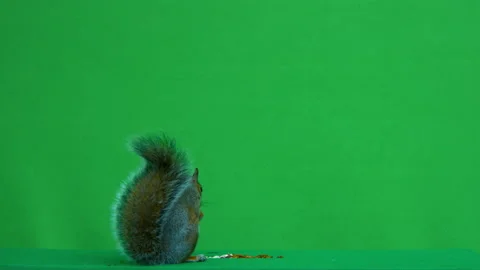Squirrel grey on Green Screen Chroma key... | Stock Video | Pond5