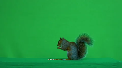 Squirrel grey on Green Screen Chroma key... | Stock Video | Pond5