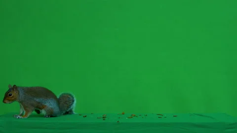 Squirrel grey on Green Screen Chroma key... | Stock Video | Pond5