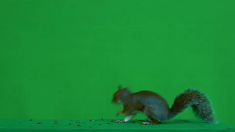 Squirrel grey on Green Screen Chroma key... | Stock Video | Pond5