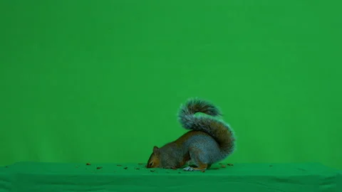 Squirrel grey on Green Screen Chroma key... | Stock Video | Pond5