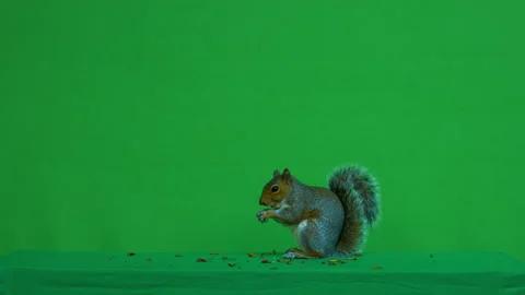 Squirrel grey on Green Screen Chroma key... | Stock Video | Pond5