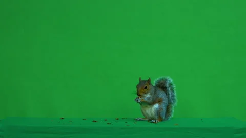 Squirrel Green Green Screen Stock Video Footage | Royalty Free Squirrel ...