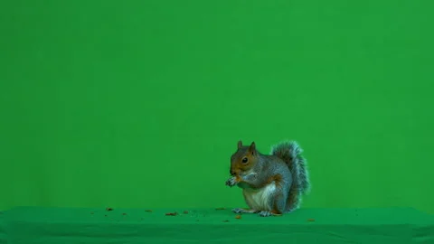 Squirrel Green Screen Stock Video Footage | Royalty Free Squirrel Green ...