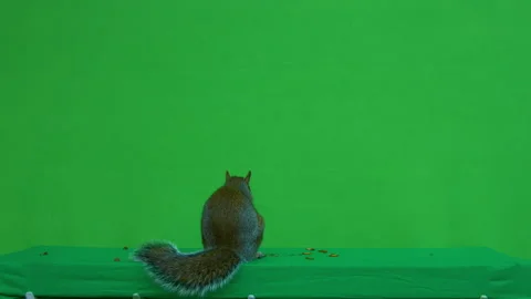 Squirrel grey on Green Screen Chroma key... | Stock Video | Pond5