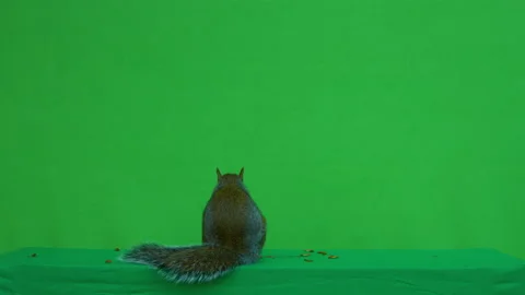 Squirrel grey on Green Screen Chroma key... | Stock Video | Pond5