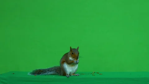 Squirrel grey on Green Screen Chroma key... | Stock Video | Pond5
