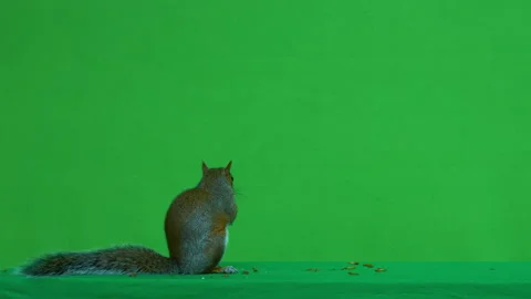 Squirrel grey on Green Screen Chroma key... | Stock Video | Pond5