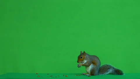 Squirrel grey on Green Screen Chroma key... | Stock Video | Pond5
