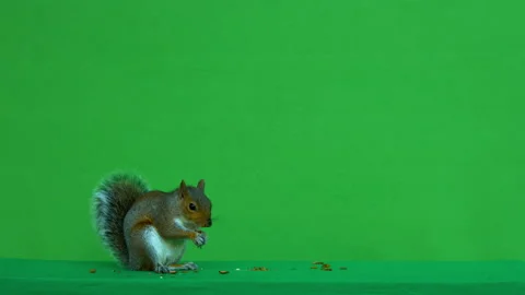 Squirrel grey on Green Screen Chroma key... | Stock Video | Pond5