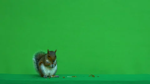 Squirrel grey on Green Screen Chroma key... | Stock Video | Pond5