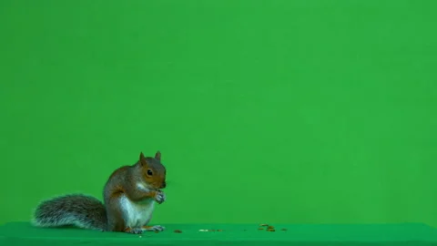 Squirrel grey on Green Screen Chroma key... | Stock Video | Pond5