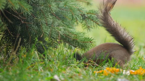 Squirrel is hiding nuts in green grass o... | Stock Video | Pond5