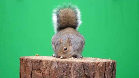Squirrel jumping on green screen in 4k P... | Stock Video | Pond5