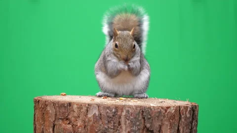 Squirrel Green Green Screen Stock Video Footage | Royalty Free Squirrel ...