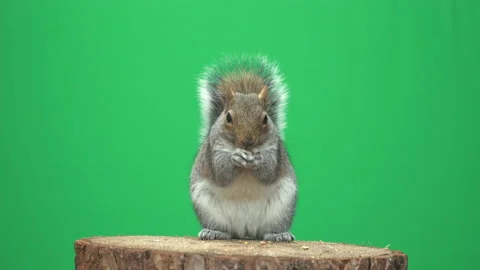 Squirrel Green Screen Stock Videos – Royalty-Free HD & 4K Videos