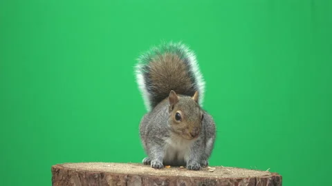 Squirrel jumping on green screen in 4k P... | Stock Video | Pond5