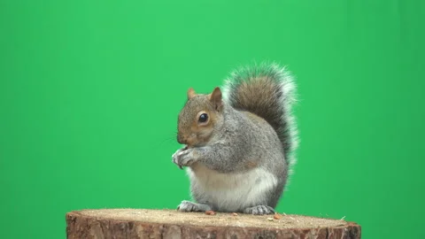 Squirrel jumping on green screen in 4k P... | Stock Video | Pond5