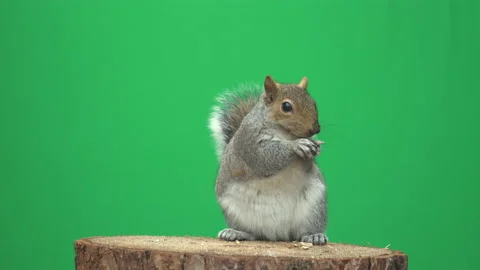 Squirrel jumping on green screen in 4k P... | Stock Video | Pond5