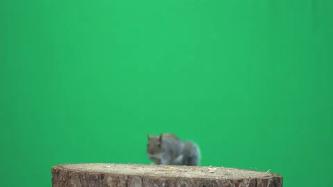 Squirrel jumping on green screen in 4k P... | Stock Video | Pond5