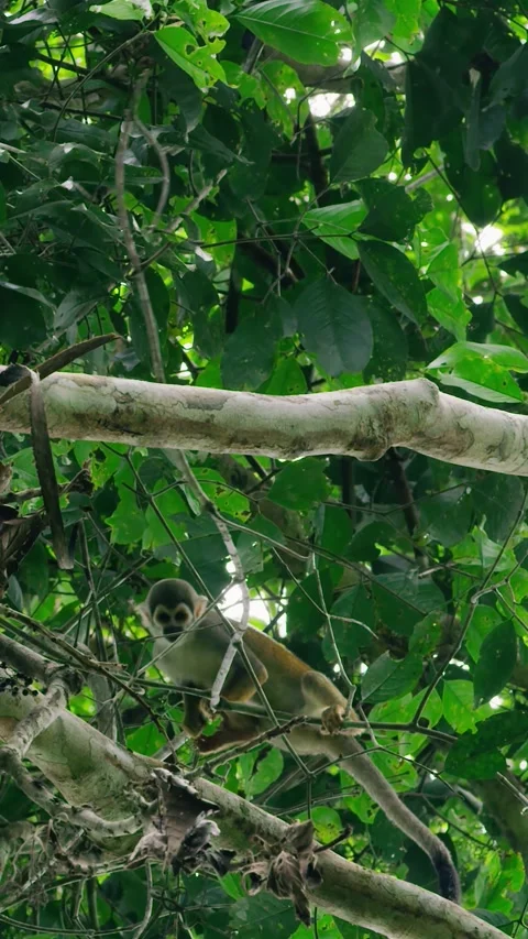 Squirrel monkeys on trees, Amazon rainfo... | Stock Video | Pond5