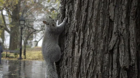 Shaking Tree Stock Video Footage | Royalty Free Shaking Tree Videos | Pond5