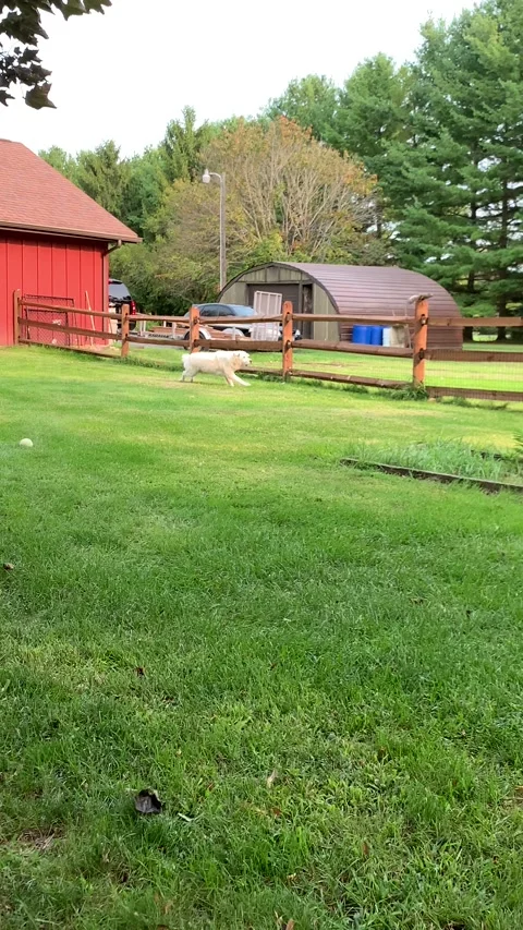 Squirrel Shows Some Serious Skills Durin... | Stock Video | Pond5