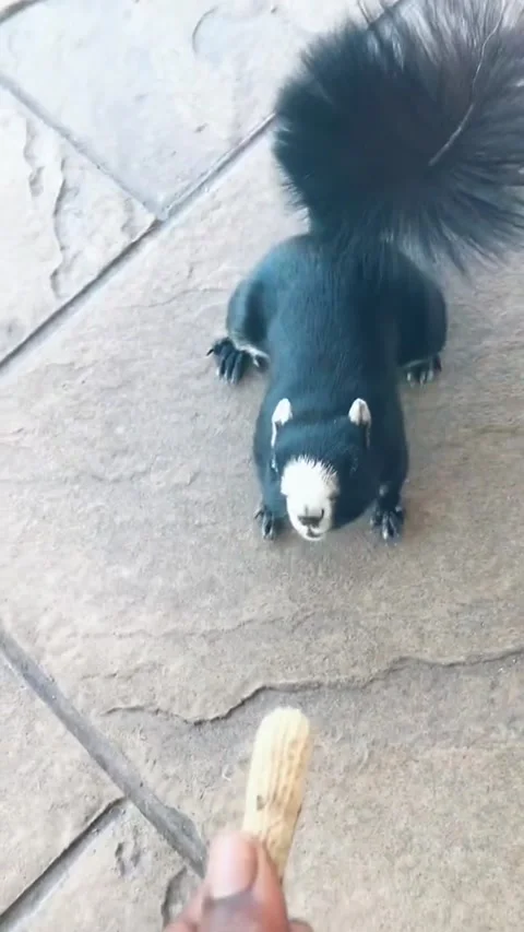 Back Little Door Stock Videos – Royalty-Free HD & 4K Videos