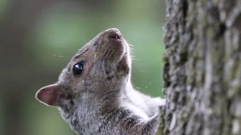 Still Climbing Stock Videos – Royalty-Free HD & 4K Videos | Pond5